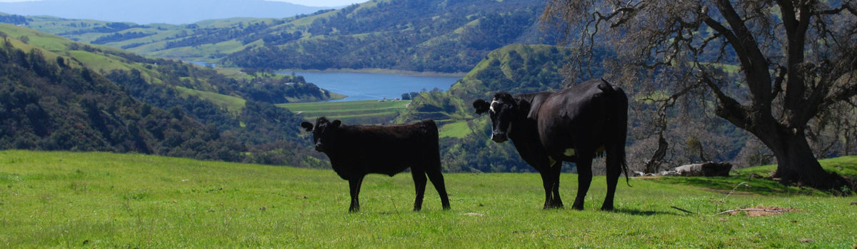 Cattle Products – The Crothers Way